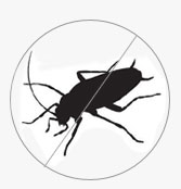 Pest control and extermination Broward, Ft Lauderdale, Miami